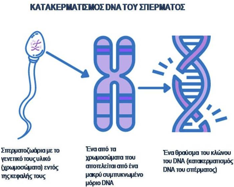 ΚΑΤΑΚΕΡΜΑΤΙΣΜΟΣ DNA ΣΠΕΡΜΑΤΟΣ (DFI) - ΤΙ ΡΟΛΟ ΠΑΙΖΕΙ ΣΤΗΝ ΑΝΔΡΙΚΗ ...